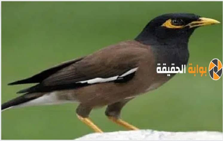 حيوان بحرف الميم... أسماء حيوانات بحرف م | أهم المعلومات - بوابة الحقيقة